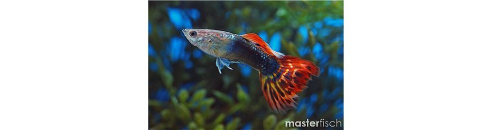 Süsswasserfische - Fische für Ihr Aquarium kaufen - Aquaristik shop ...